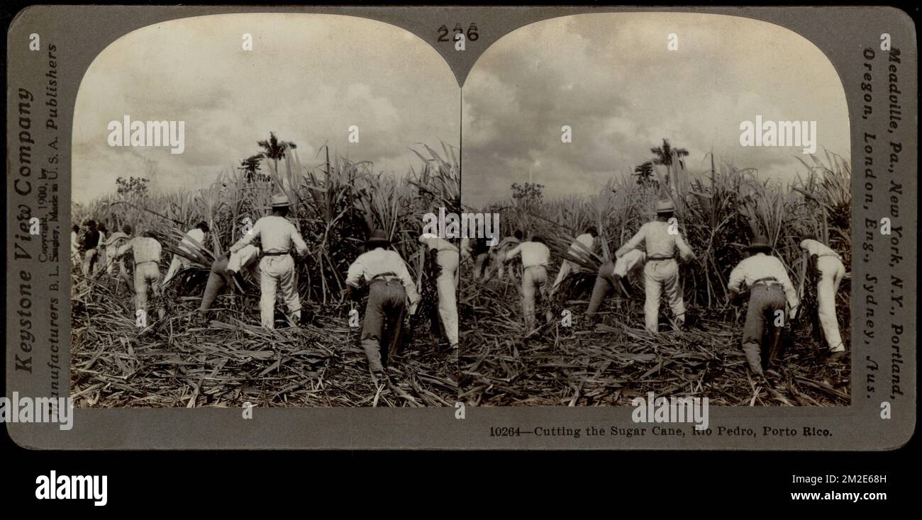 Cutting the sugar cane, Porto Rico , Sugar plantations, Sugarcane ...
