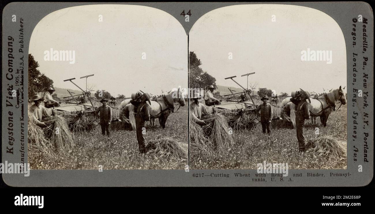 Cutting wheat with reaper and binder, Pennsylvania , Wheat, Harvesting ...