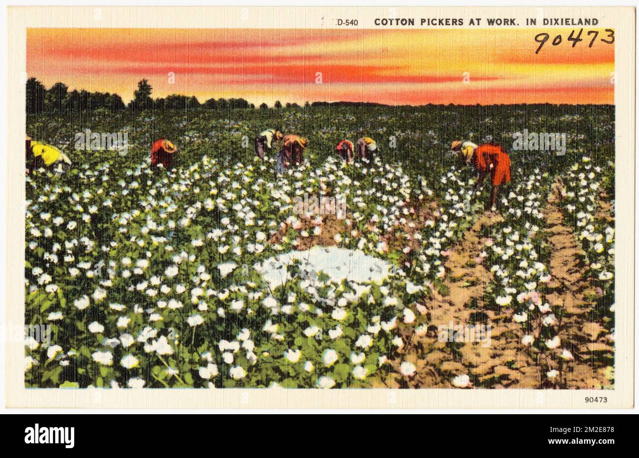 D-540. Cotton pickers at work, in Dixieland , Cotton pickers, Cotton ...