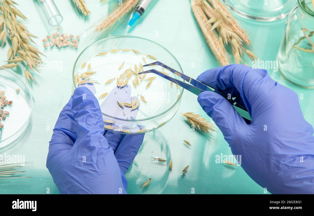 Analyzing agricultural wheat grains in laboratory. Wheat genetically ...