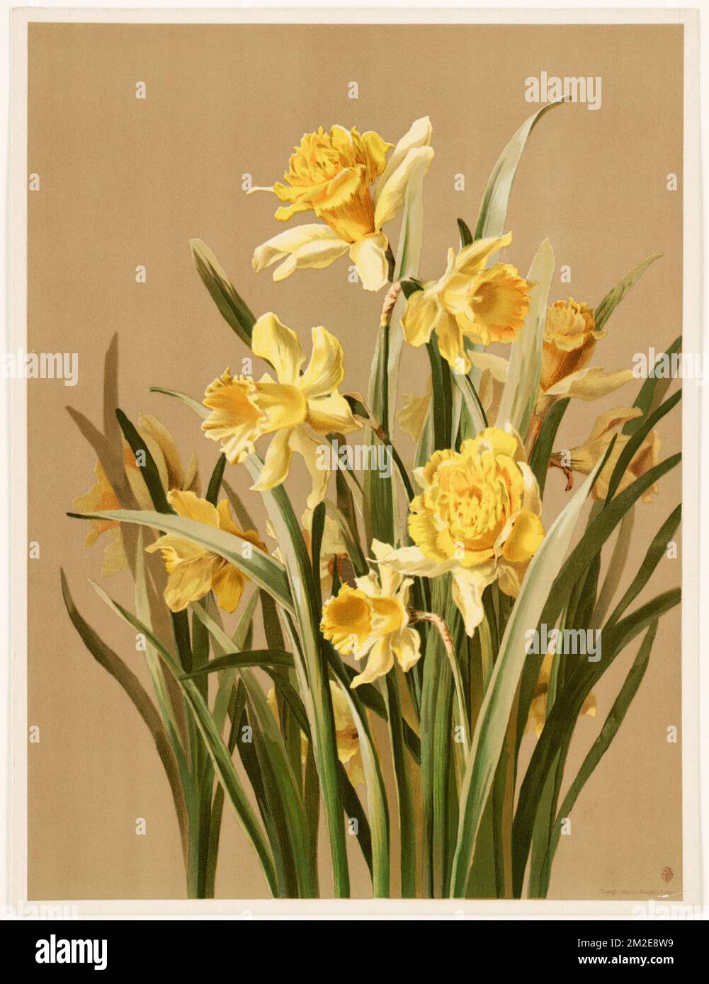 Daffodils , Daffodils. Louis Prang & Company Collection Stock Photo - Alamy