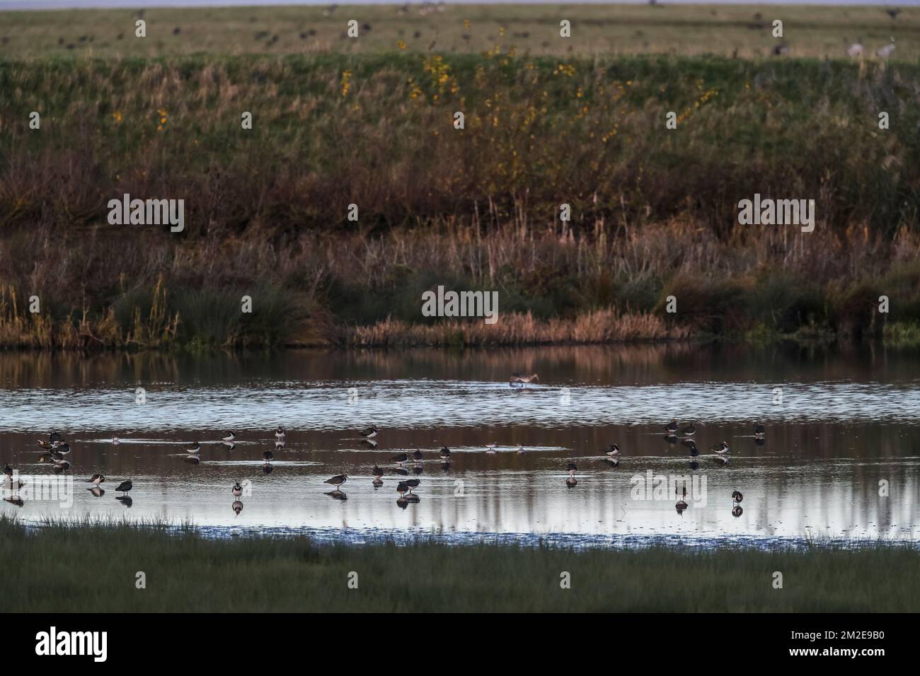 Lapwing. Winter at Slimbridge, The Wildfowl and Wetlands Trust bird ...