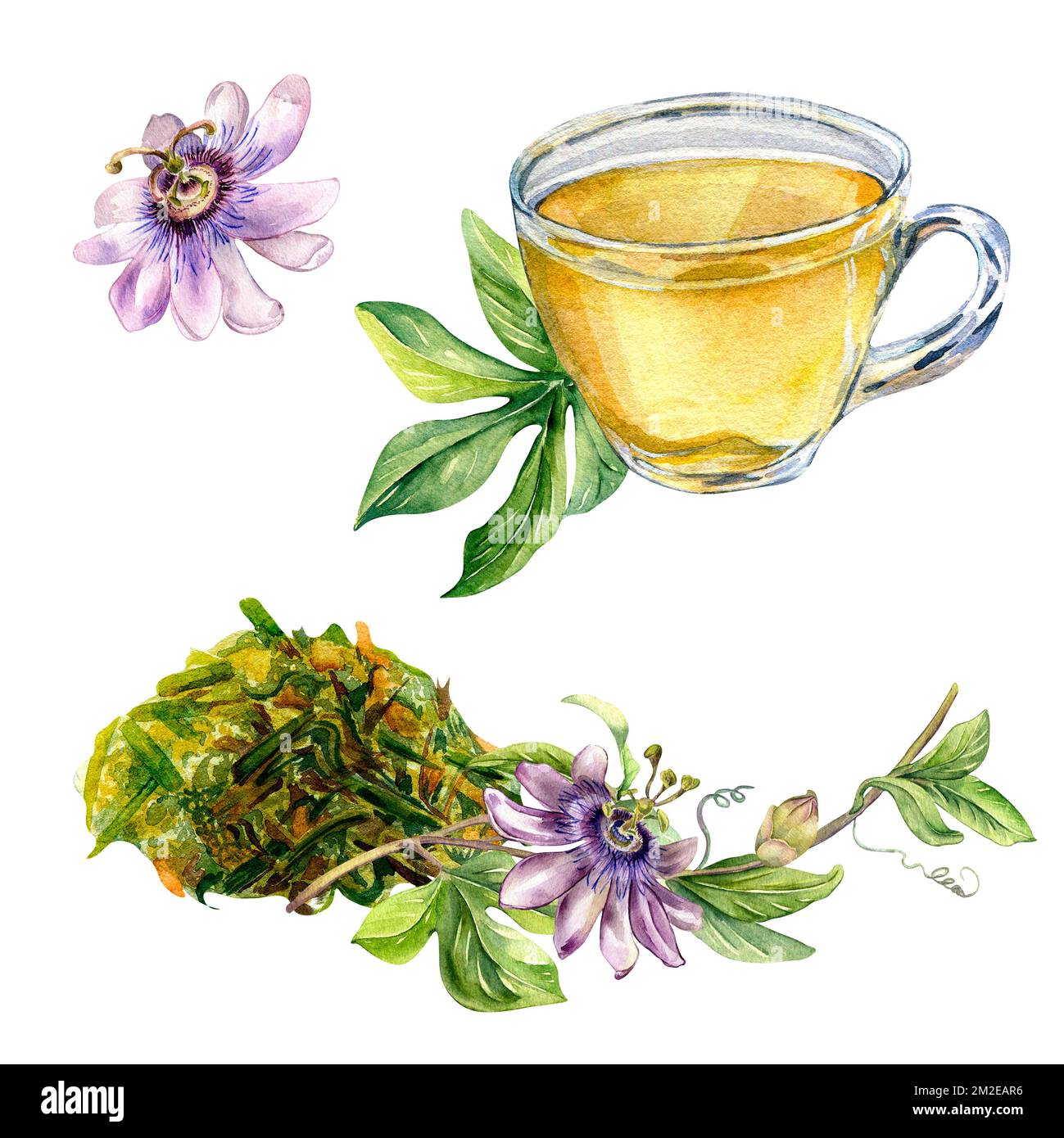 Set of glass teapot and cup, passion flower, stem watercolor ...
