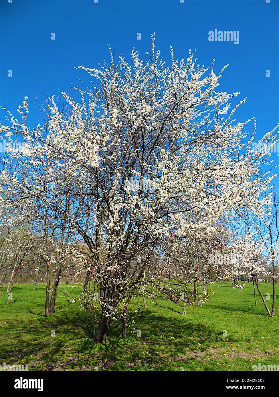 Arbre monumental hi-res stock photography and images - Alamy