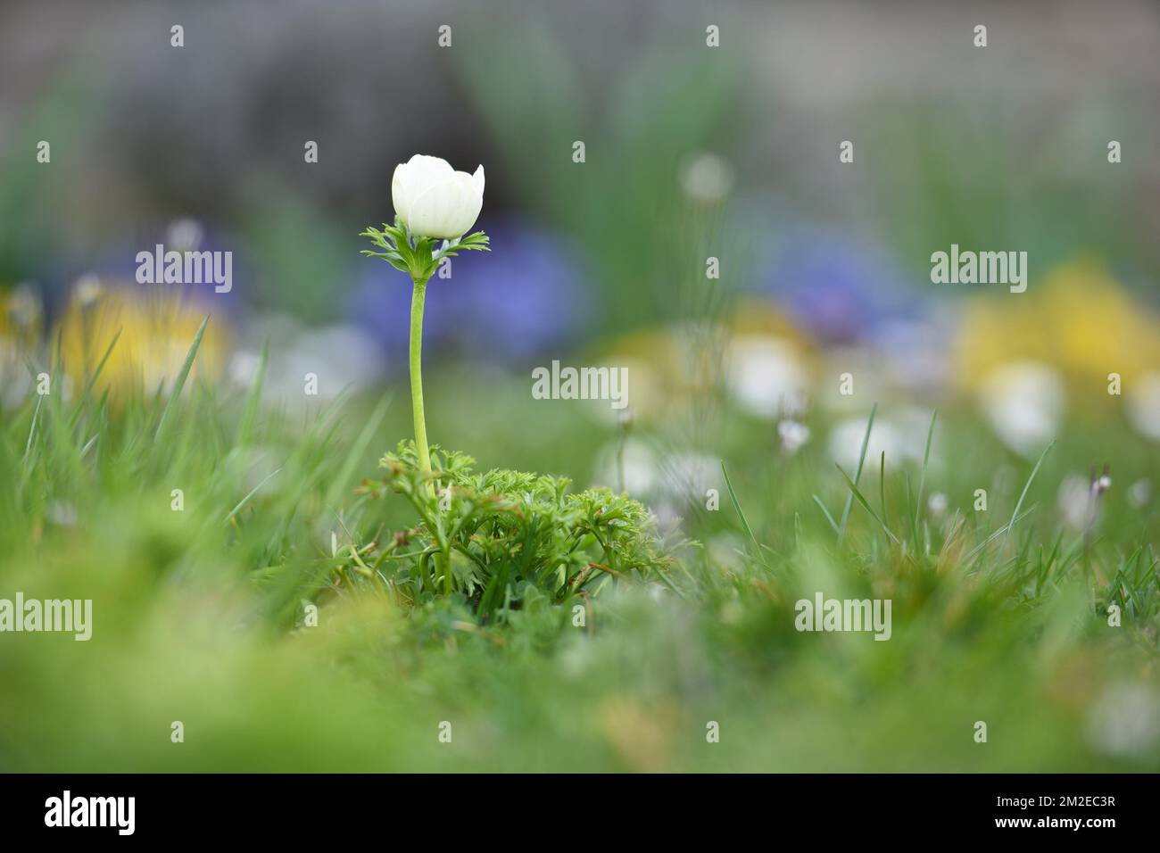 Spring printemps hi-res stock photography and images - Alamy