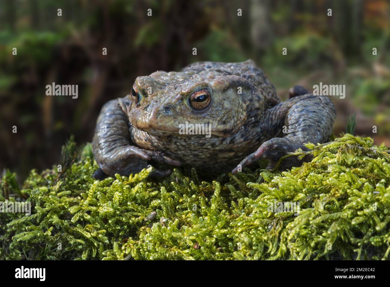 Common toad / European toad (Bufo bufo) on moss in forest in spring ...