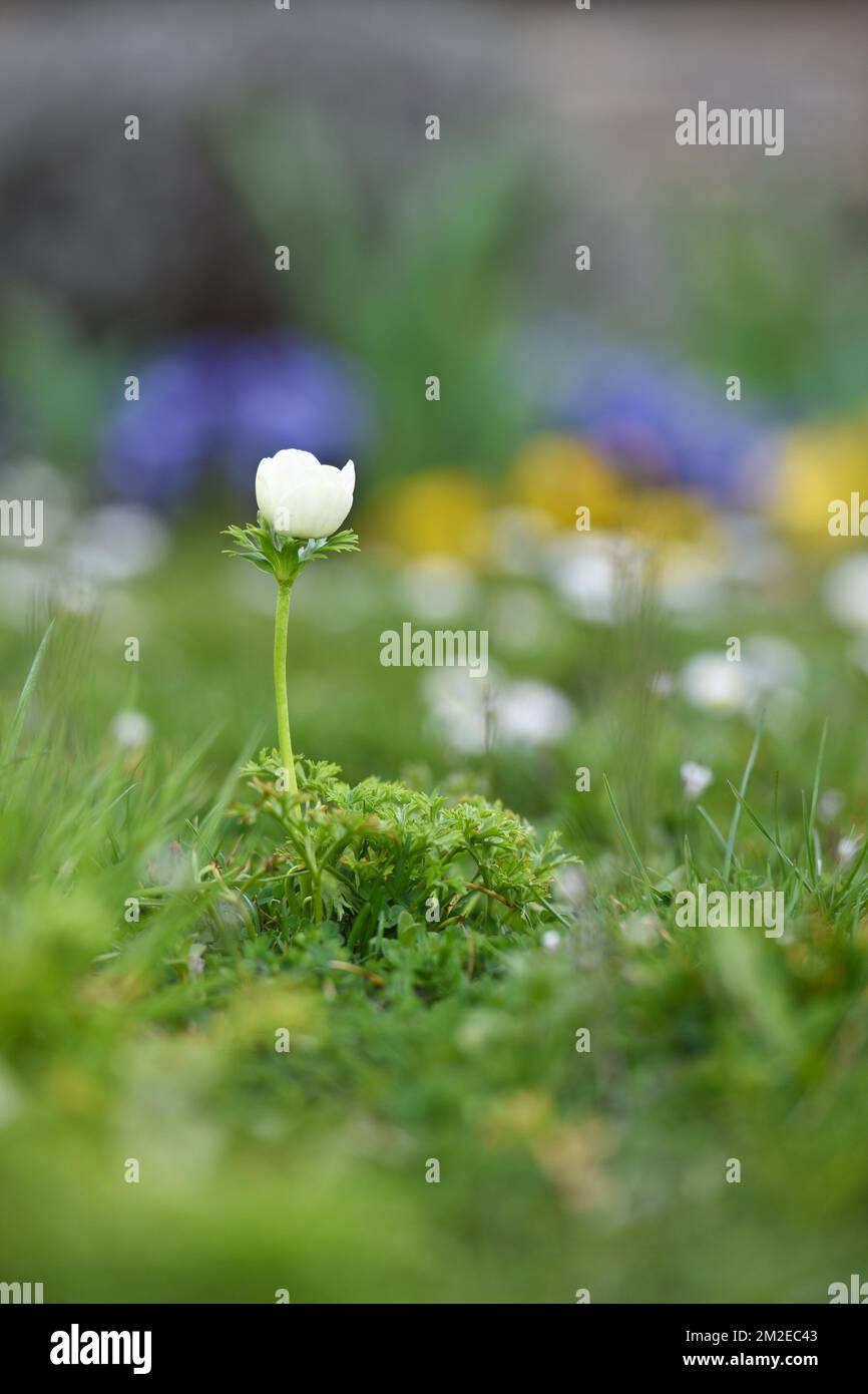 Spring printemps hi-res stock photography and images - Alamy