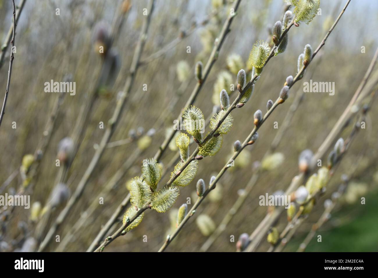Spring printemps hi-res stock photography and images - Alamy