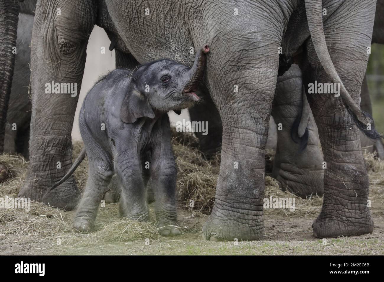 The newsborn baby and the other elephants pictured in their at animal ...