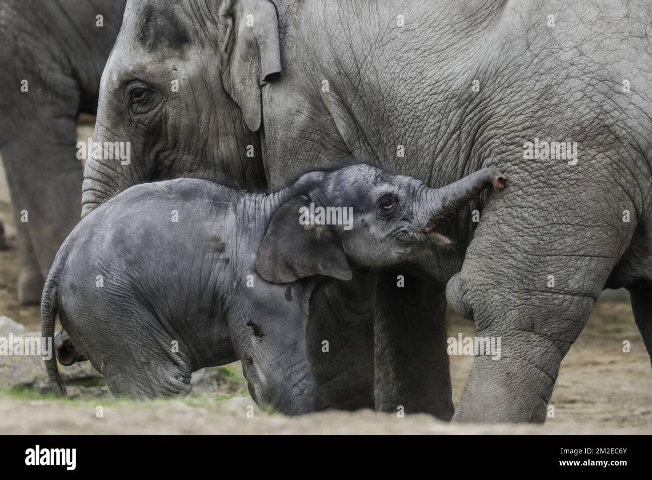 Planckendael zoo baby elephant hi-res stock photography and images - Alamy