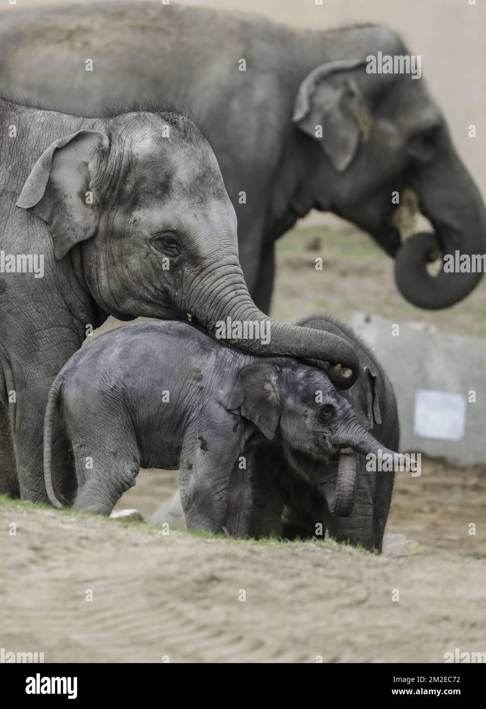 The newsborn baby and the other elephants pictured in their at animal ...