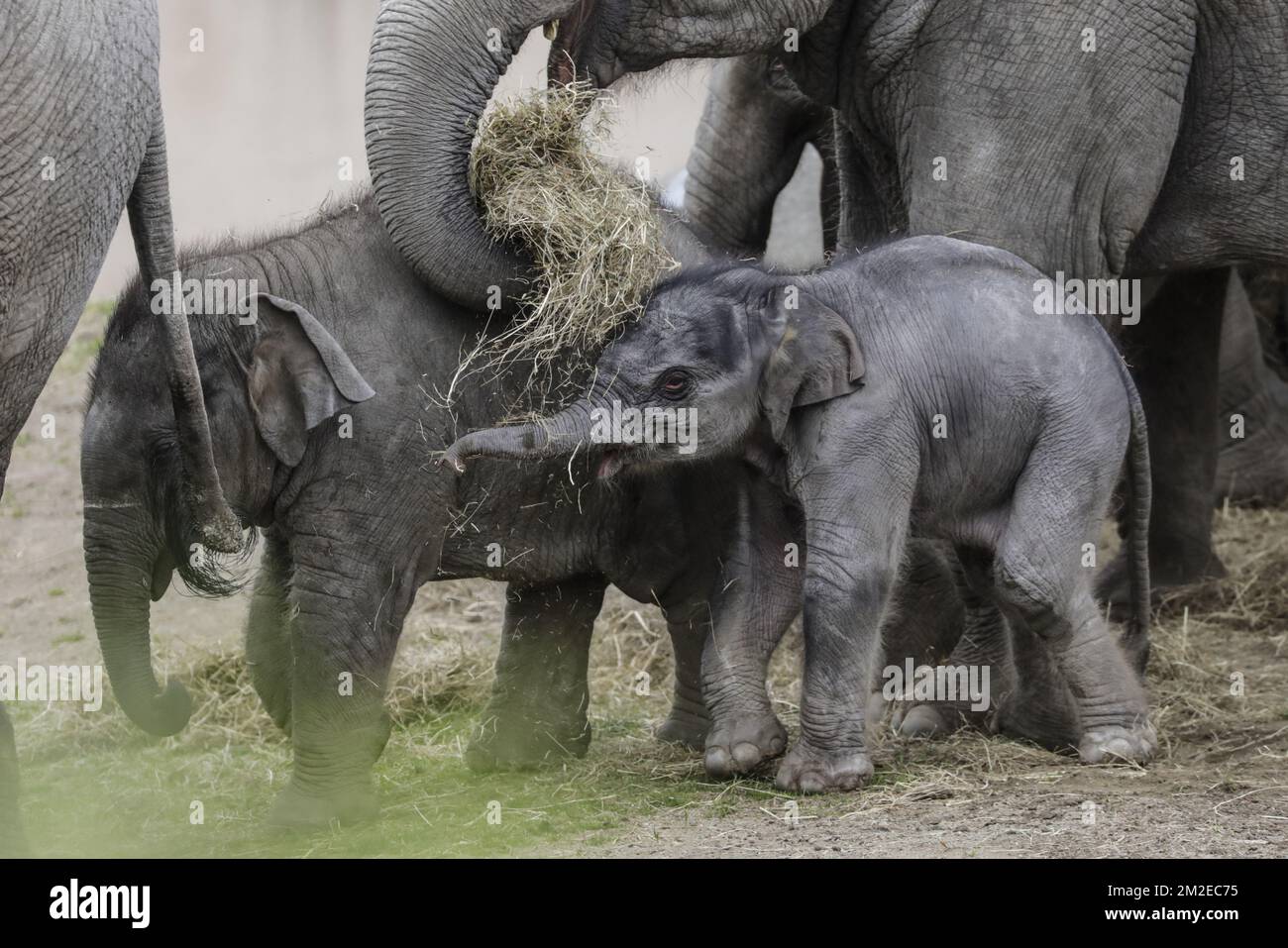 Planckendael zoo baby elephant hi-res stock photography and images - Alamy