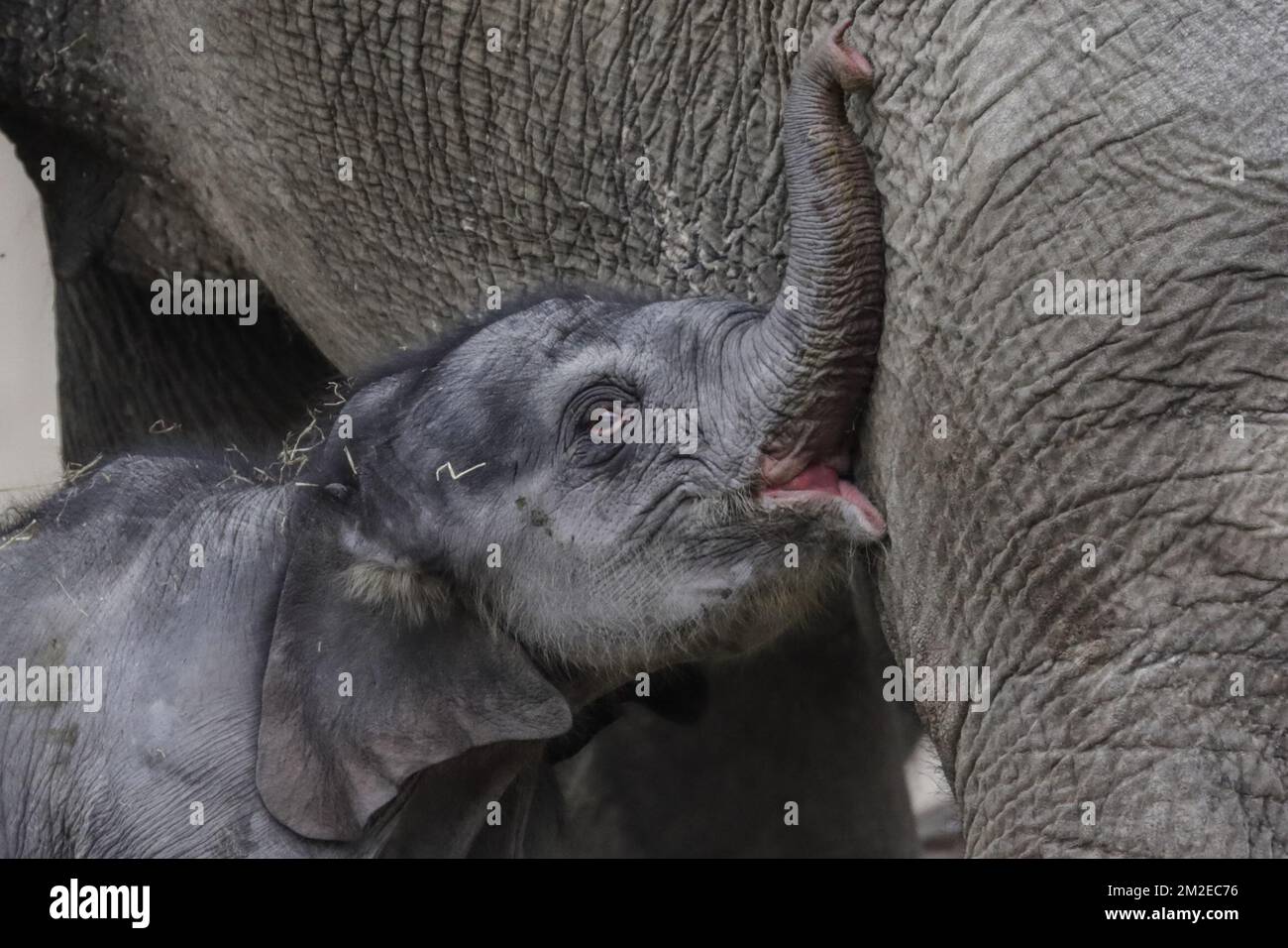 Planckendael zoo baby elephant hi-res stock photography and images - Alamy