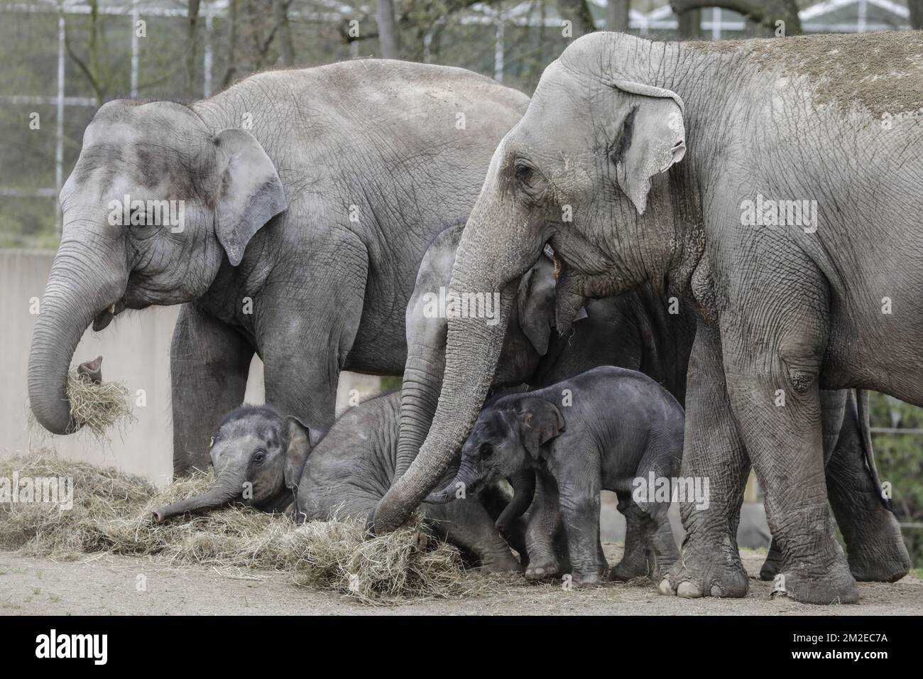 Planckendael zoo baby elephant hi-res stock photography and images - Alamy