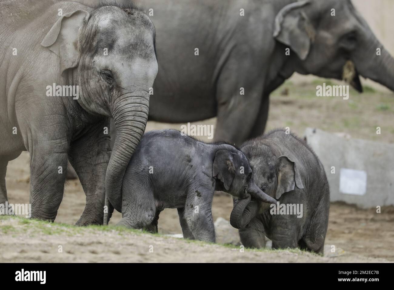 The newsborn baby and the other elephants pictured in their at animal ...