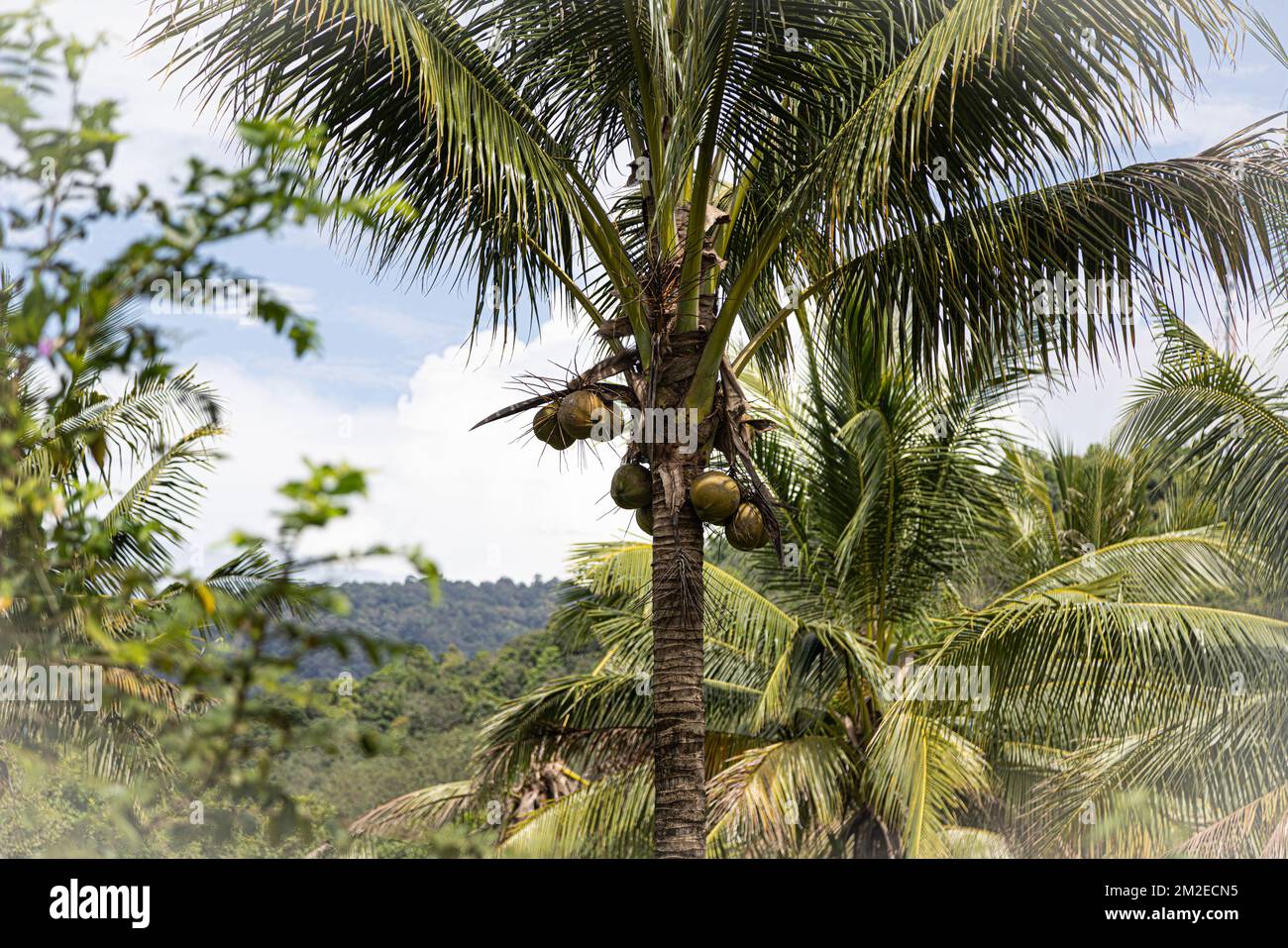 Coconut Tree at the island of Langkawi. Coconut palm on blue sky. Palm ...