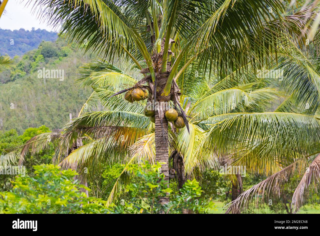 Coconut Tree at the island of Langkawi. Coconut palm on blue sky. Palm ...