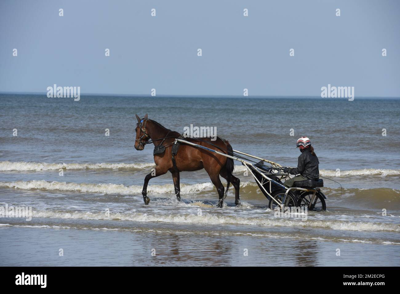 Cheval dans la mer hi-res stock photography and images - Alamy