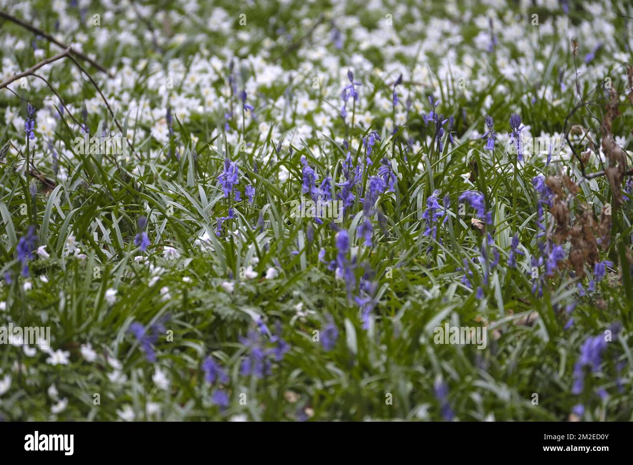 Illustration picture shows the Hallerbos in Halle, renowned for it's ...