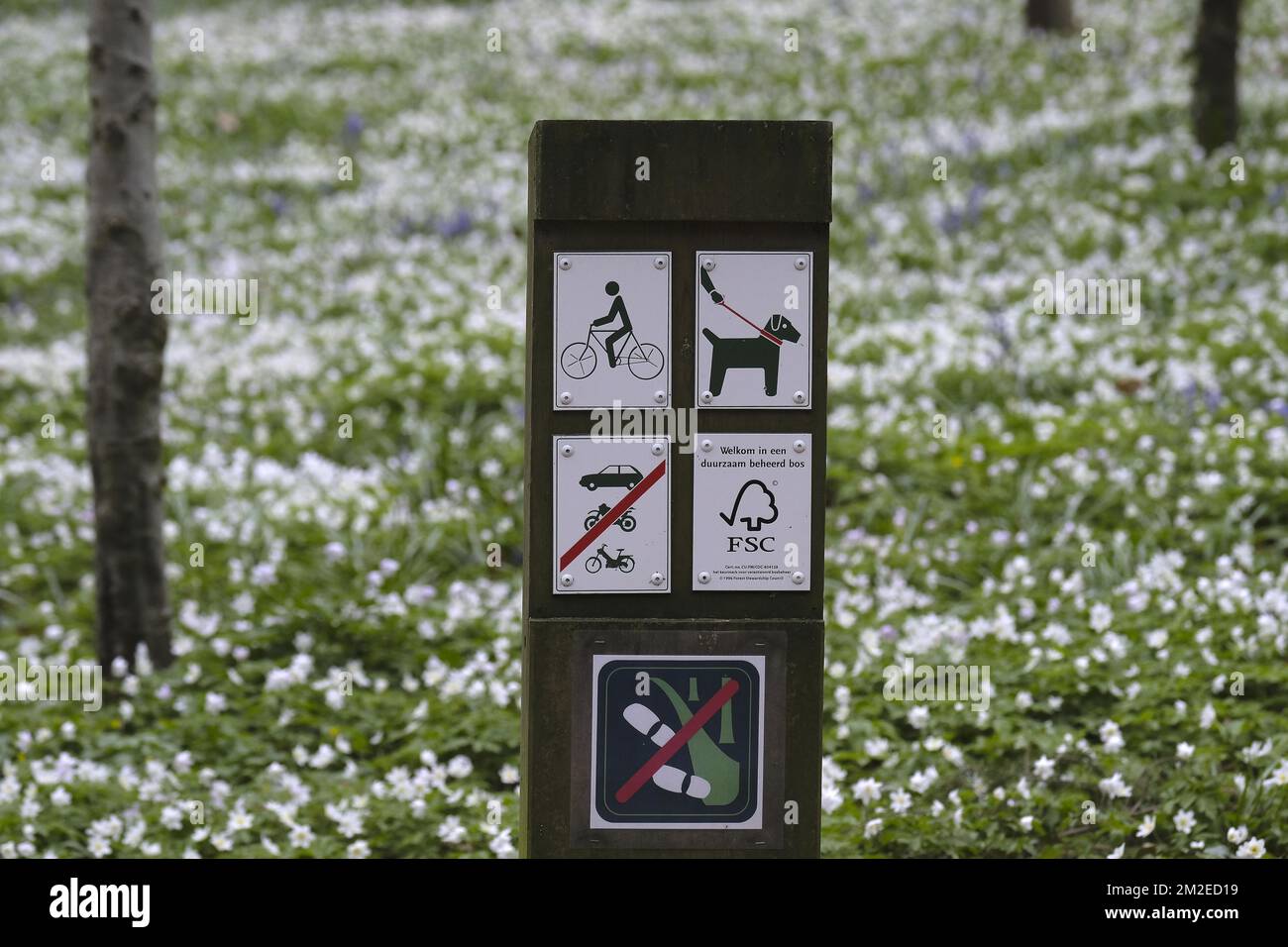 Illustration picture shows the Hallerbos in Halle, renowned for it's ...