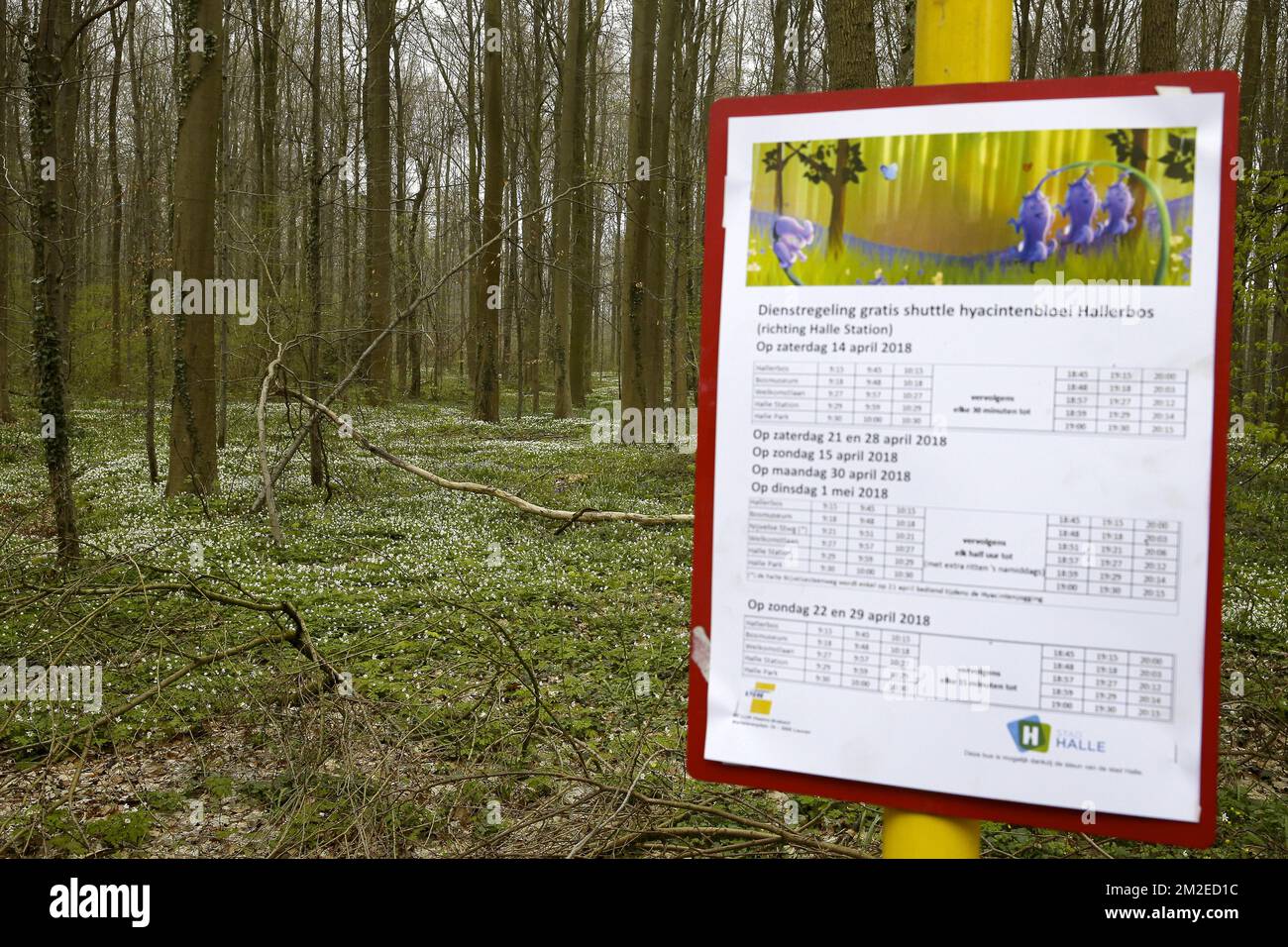 Illustration picture shows the Hallerbos in Halle, renowned for it's ...