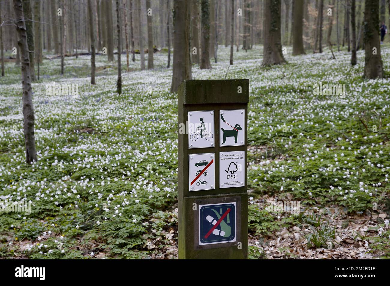 Illustration picture shows the Hallerbos in Halle, renowned for it's ...