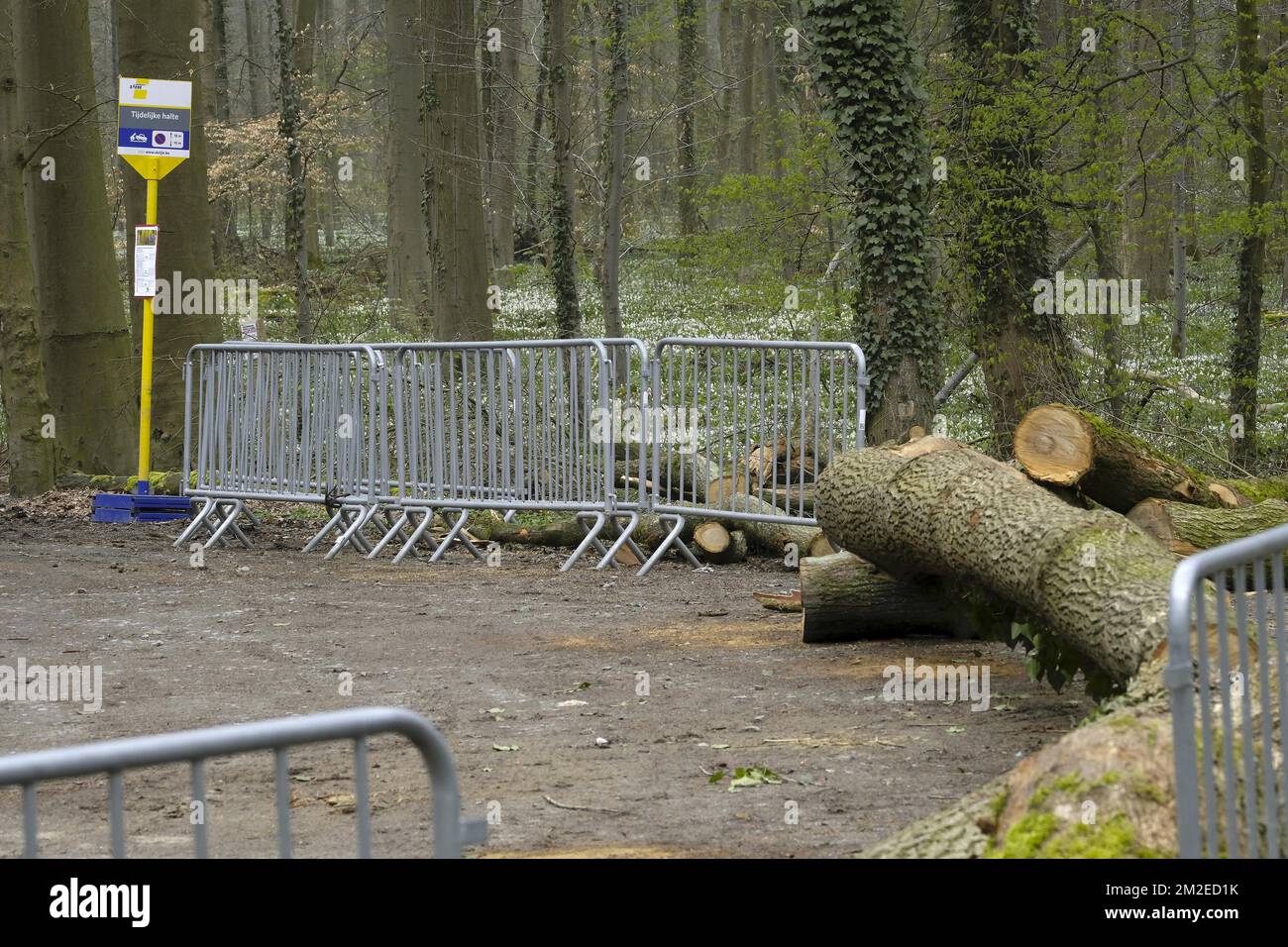 Illustration picture shows the Hallerbos in Halle, renowned for it's ...