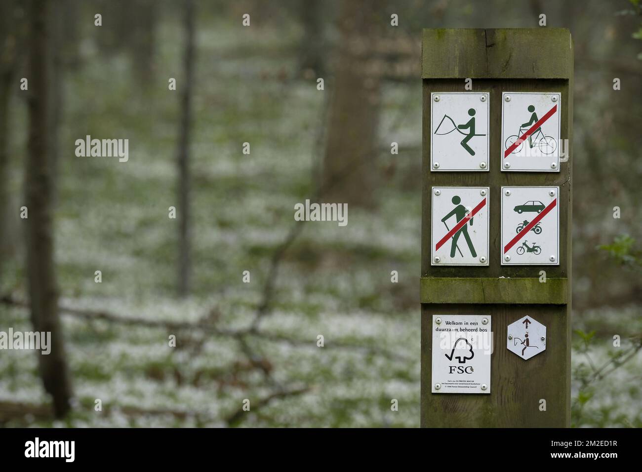 Illustration picture shows the Hallerbos in Halle, renowned for it's ...