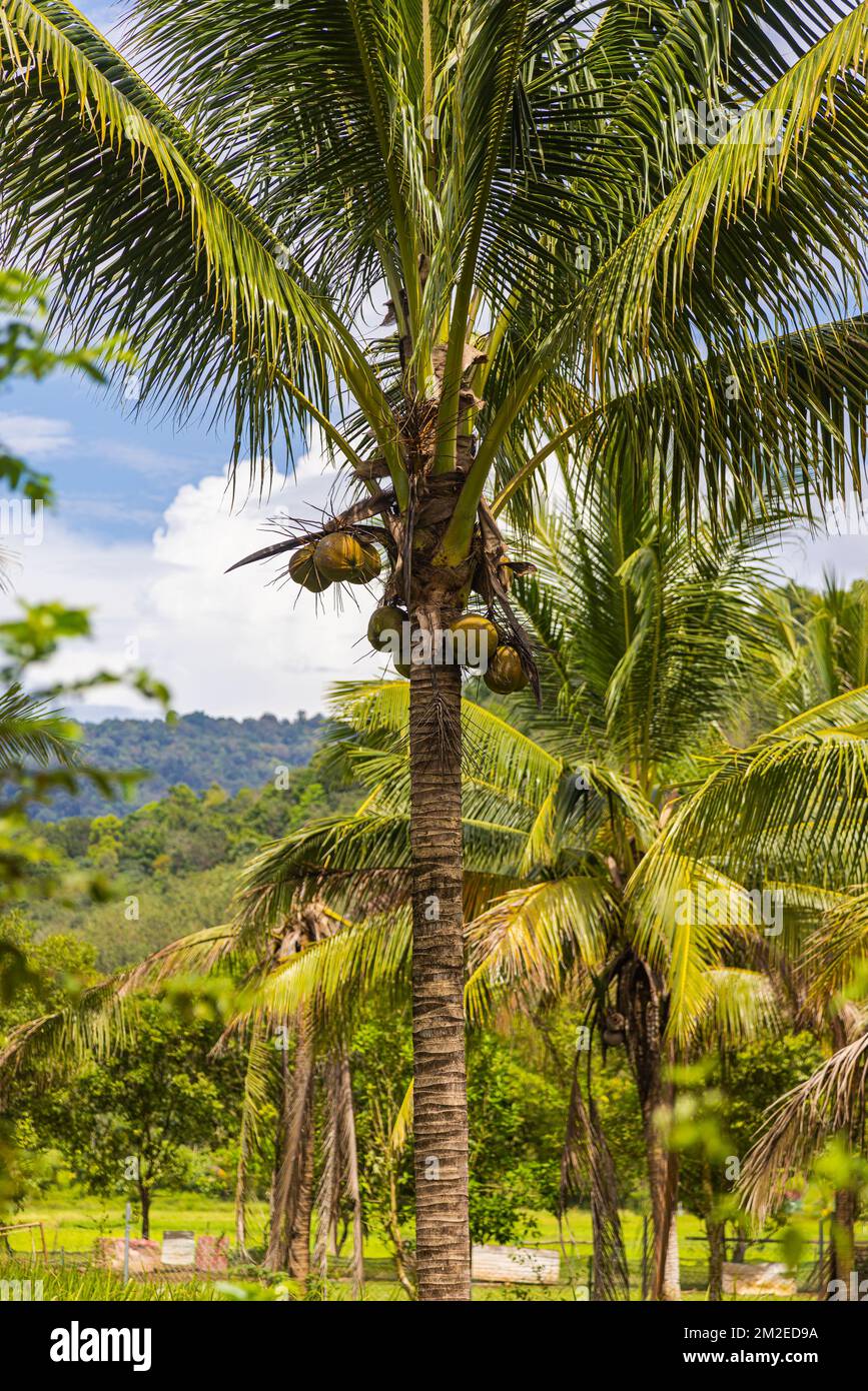 Coconut Tree at the island of Langkawi. Coconut palm on blue sky. Palm ...