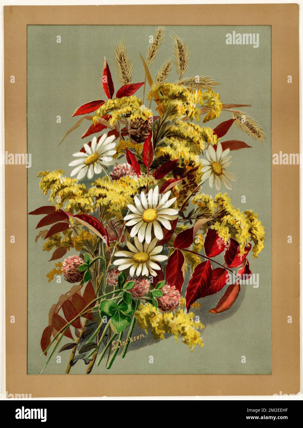 Daisies, clover, goldenrod and autumn leaves , Daisies, Goldenrod ...