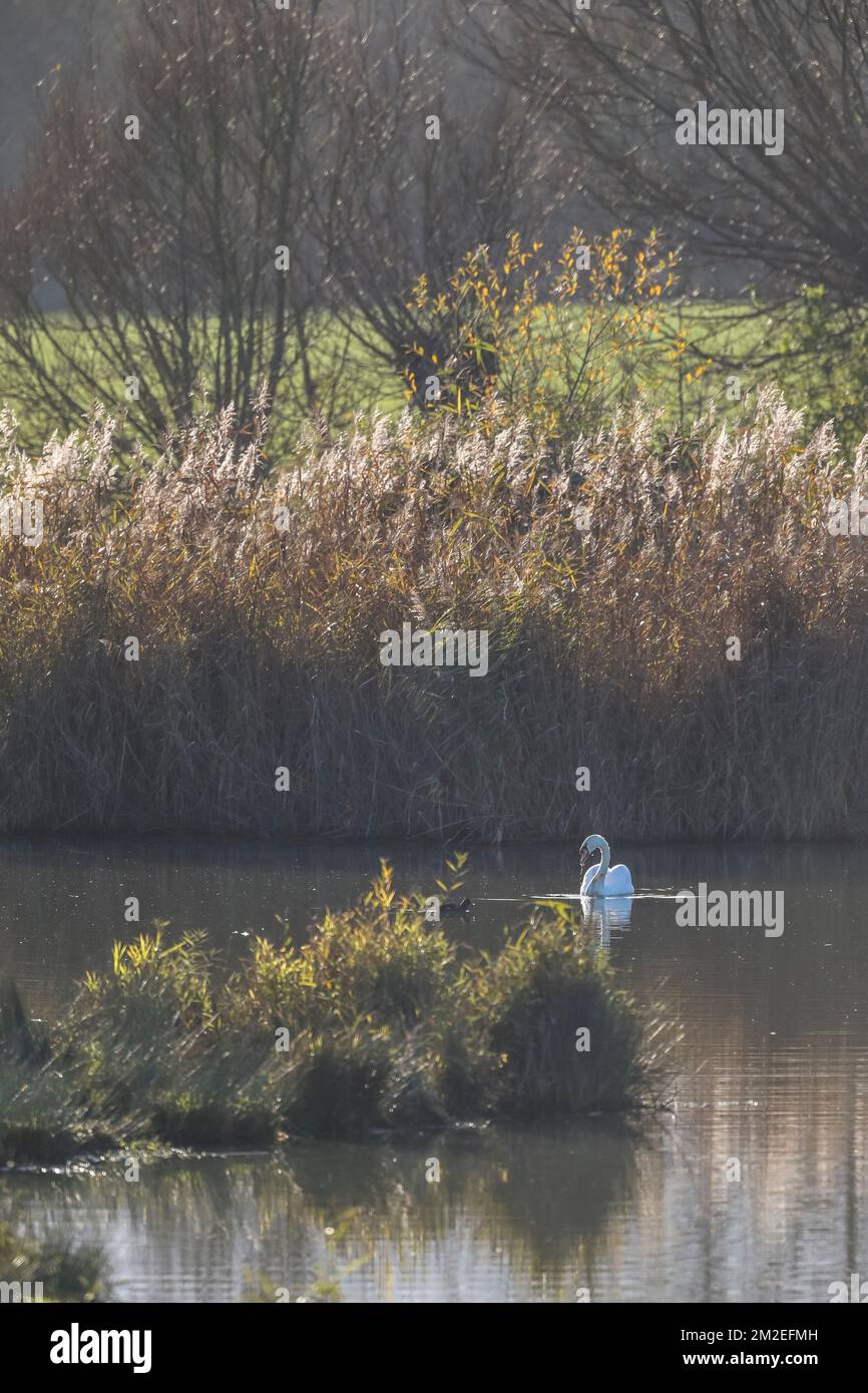 Winter at Slimbridge, The Wildfowl and Wetlands Trust bird collection ...