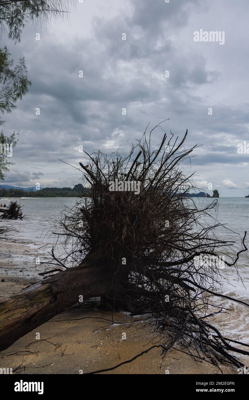 Fallen tree on the beach of Pantai Tanjung Rhu on the malaysia island ...