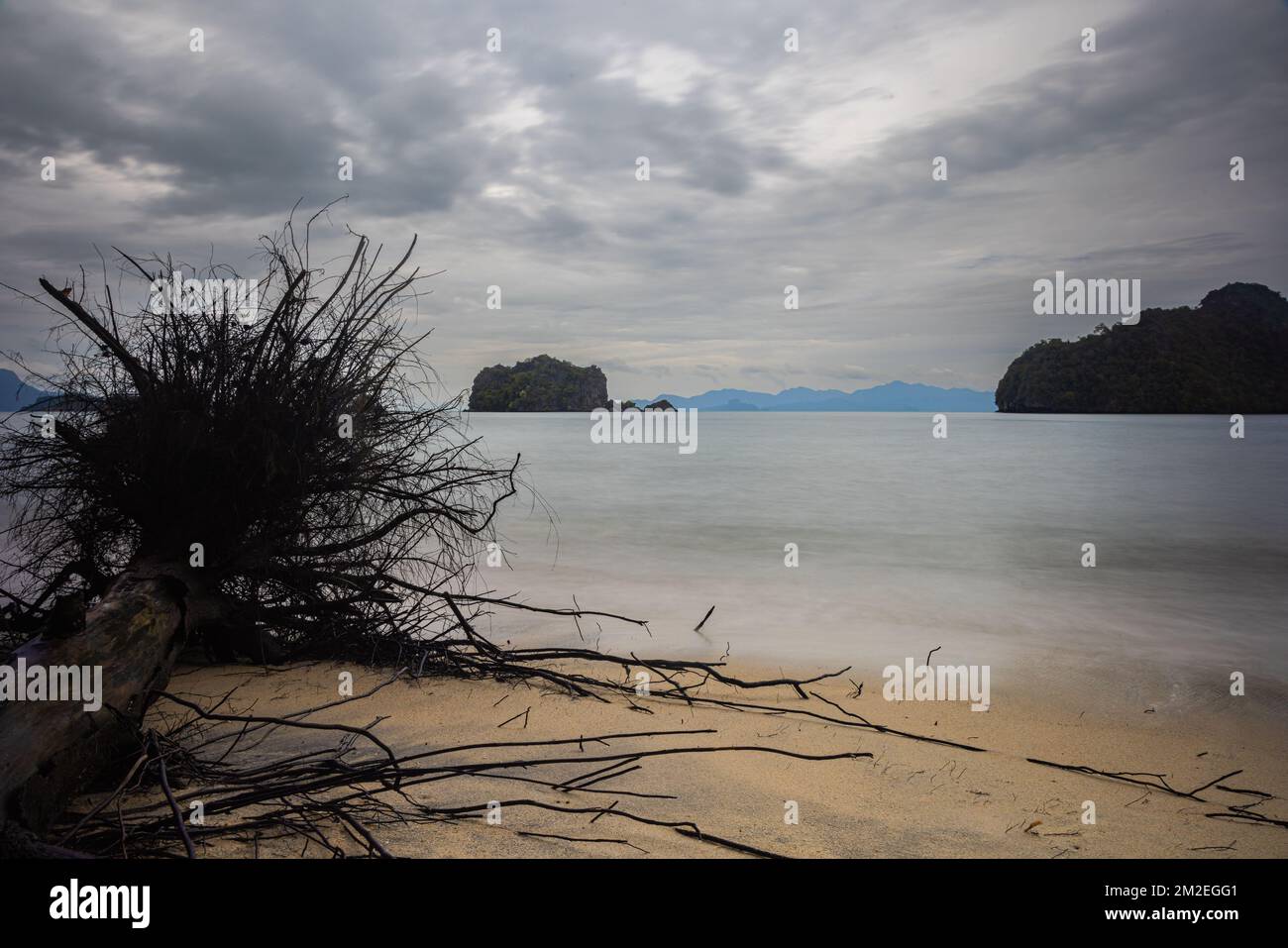 Fallen tree on the beach of Pantai Tanjung Rhu on the malaysia island ...