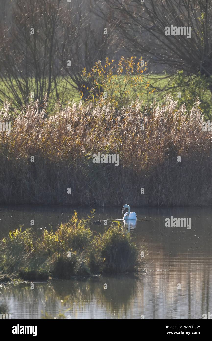 Winter at Slimbridge, The Wildfowl and Wetlands Trust bird collection ...