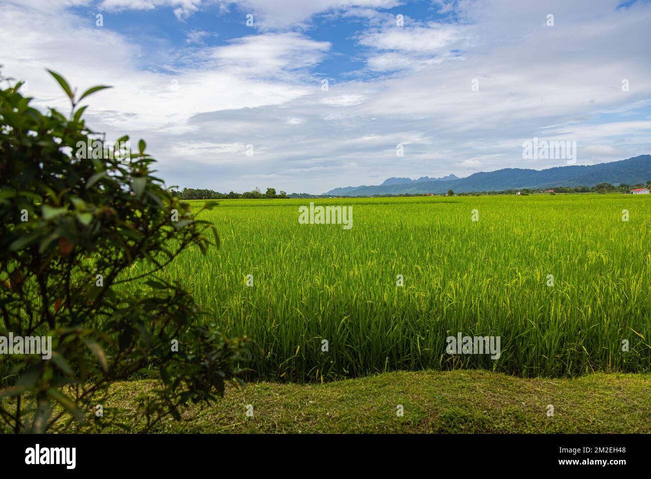 Green lush paddy field at the sunset valley Langkawi, Malaysia. Blue ...