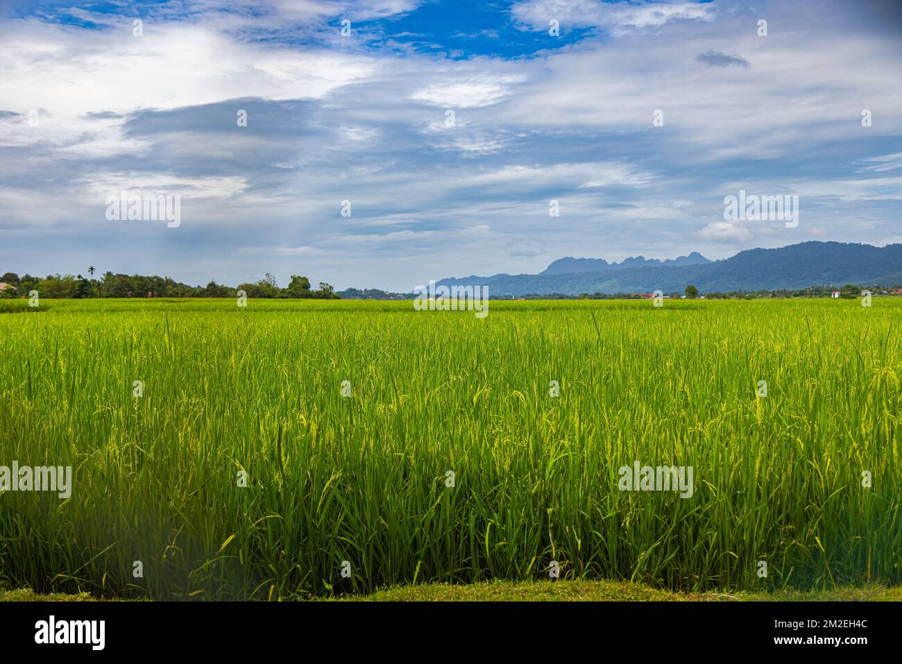 Green lush paddy field at the sunset valley Langkawi, Malaysia. Blue ...