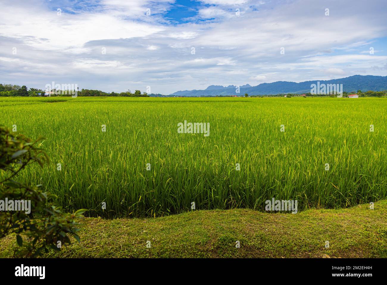 Green lush paddy field at the sunset valley Langkawi, Malaysia. Blue ...