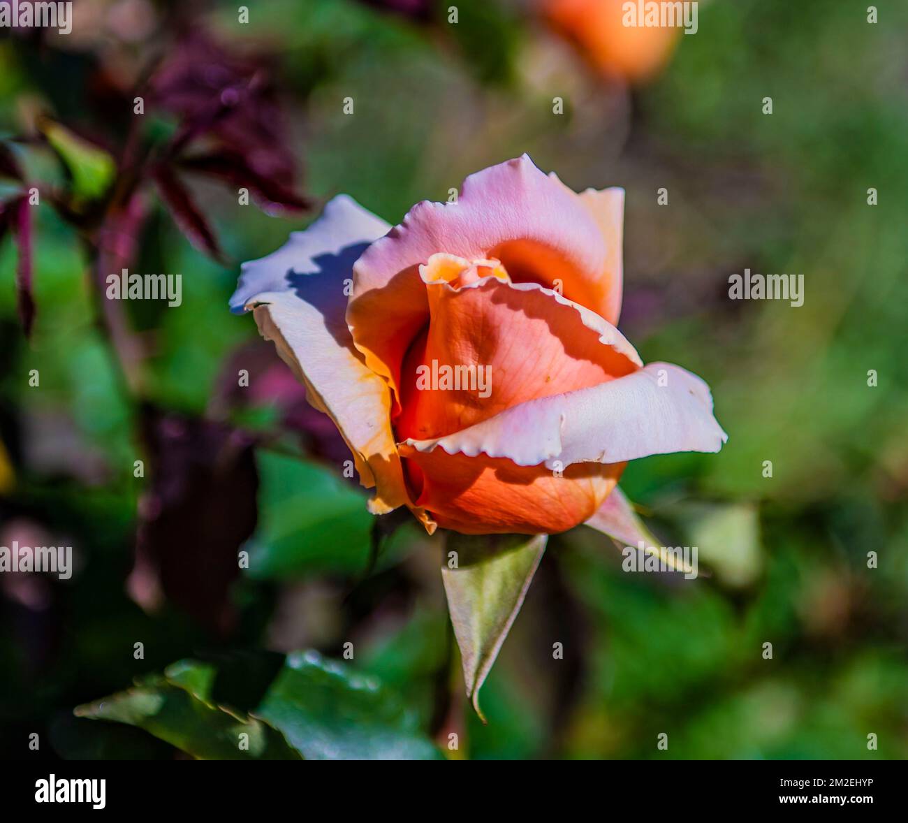 Rainbow petalled rose bud at the Berkeley, CA rose gardens Stock Photo ...