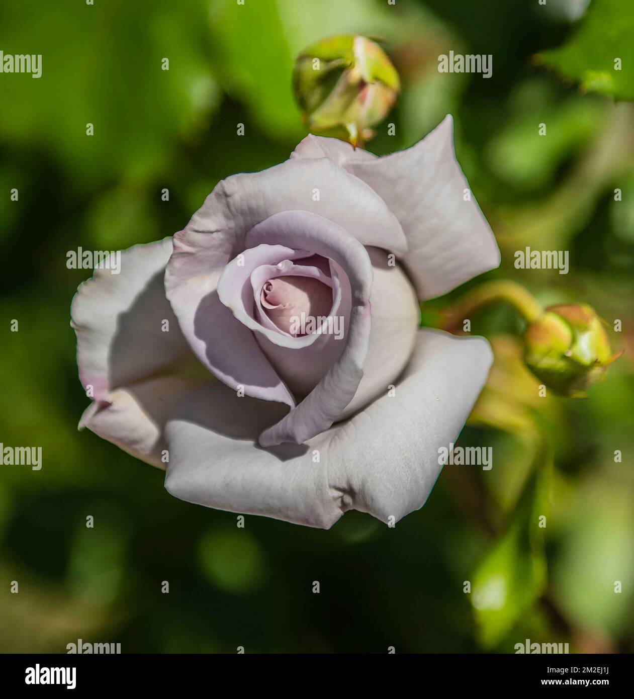 Lavender rose hi-res stock photography and images - Alamy