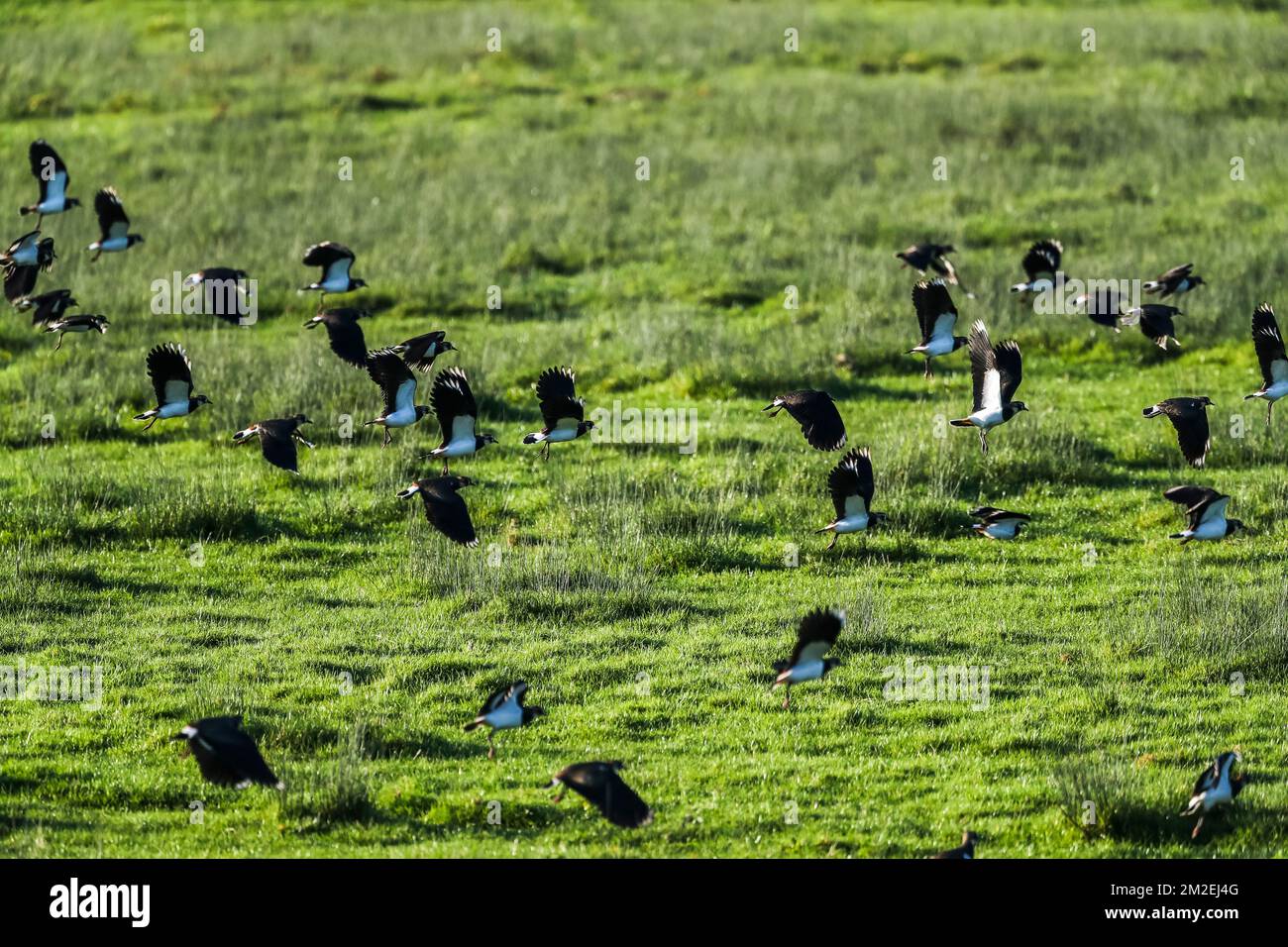 Lapwing. Winter at Slimbridge, The Wildfowl and Wetlands Trust bird ...