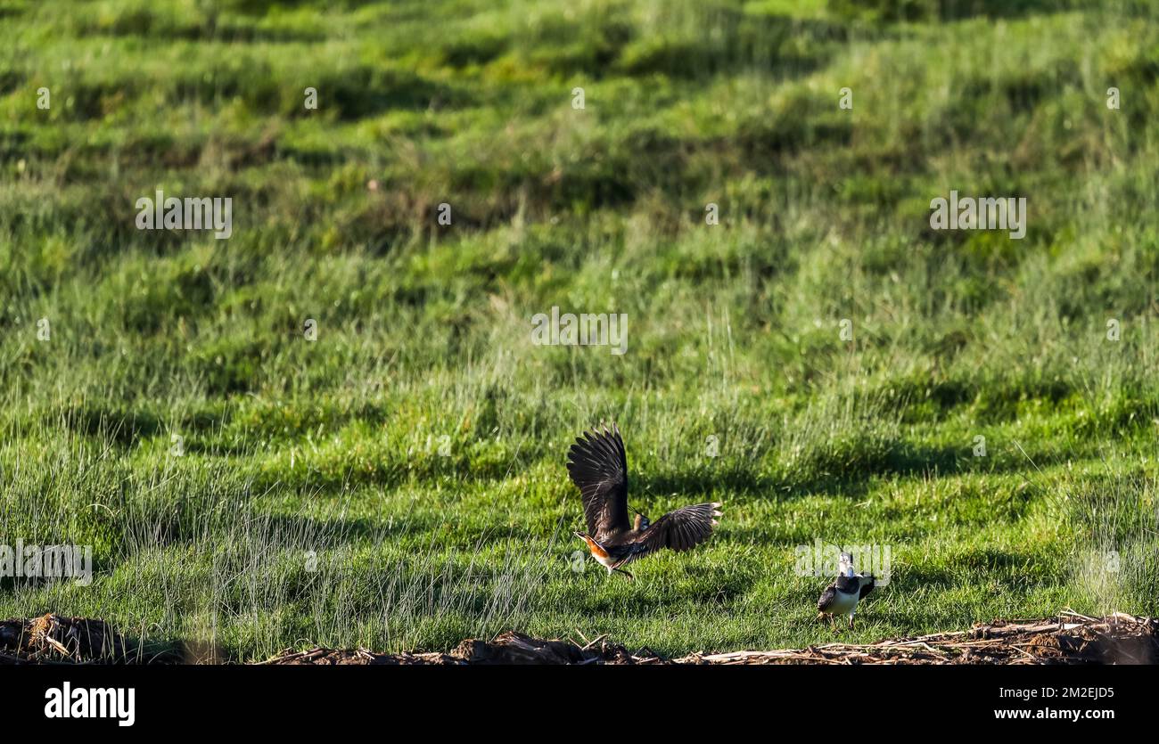 Lapwing. Winter at Slimbridge, The Wildfowl and Wetlands Trust bird ...