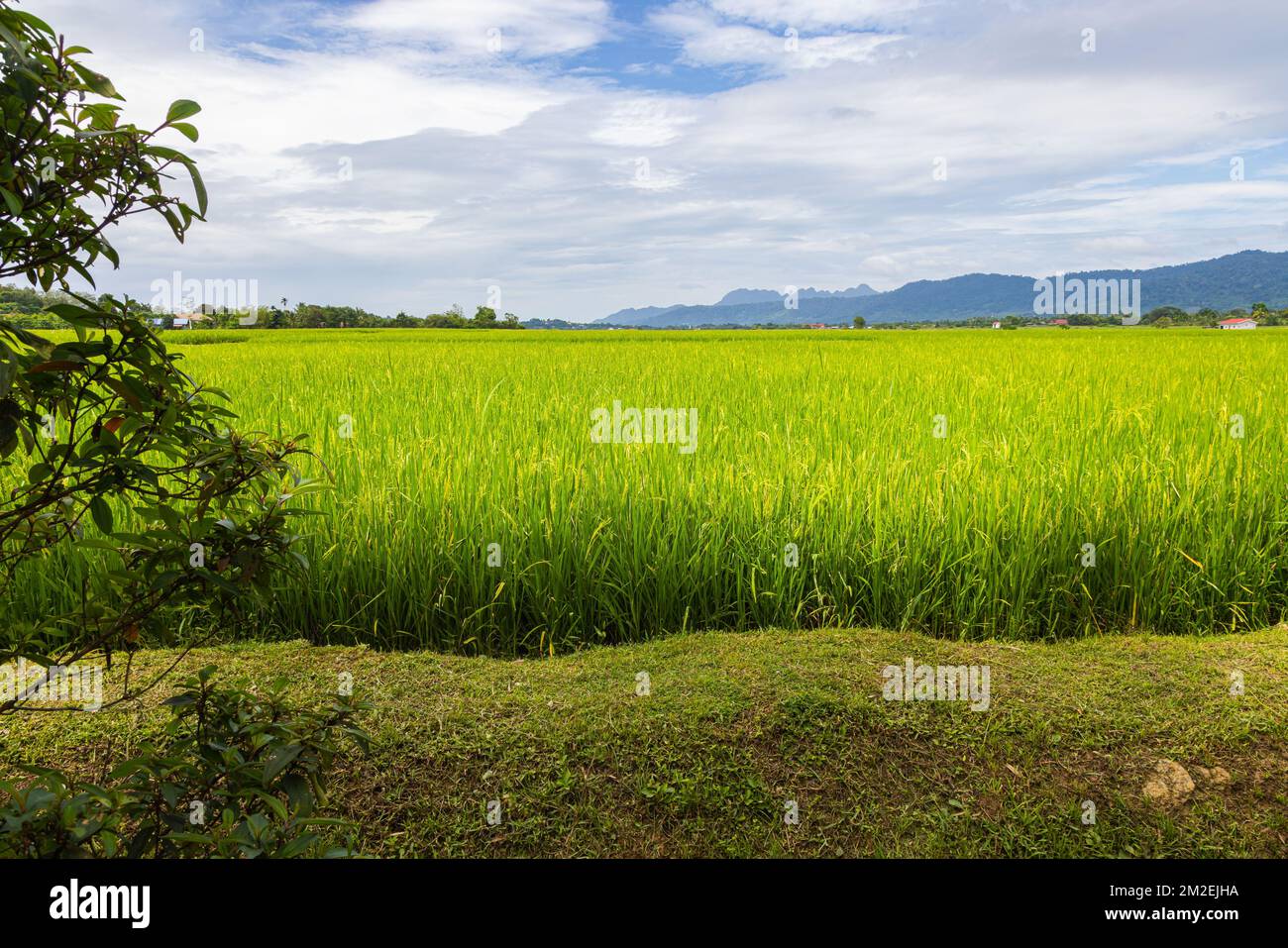 Malaysia rice field hi-res stock photography and images - Alamy