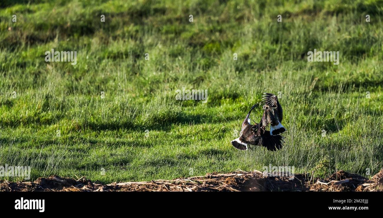 Lapwing. Winter at Slimbridge, The Wildfowl and Wetlands Trust bird ...
