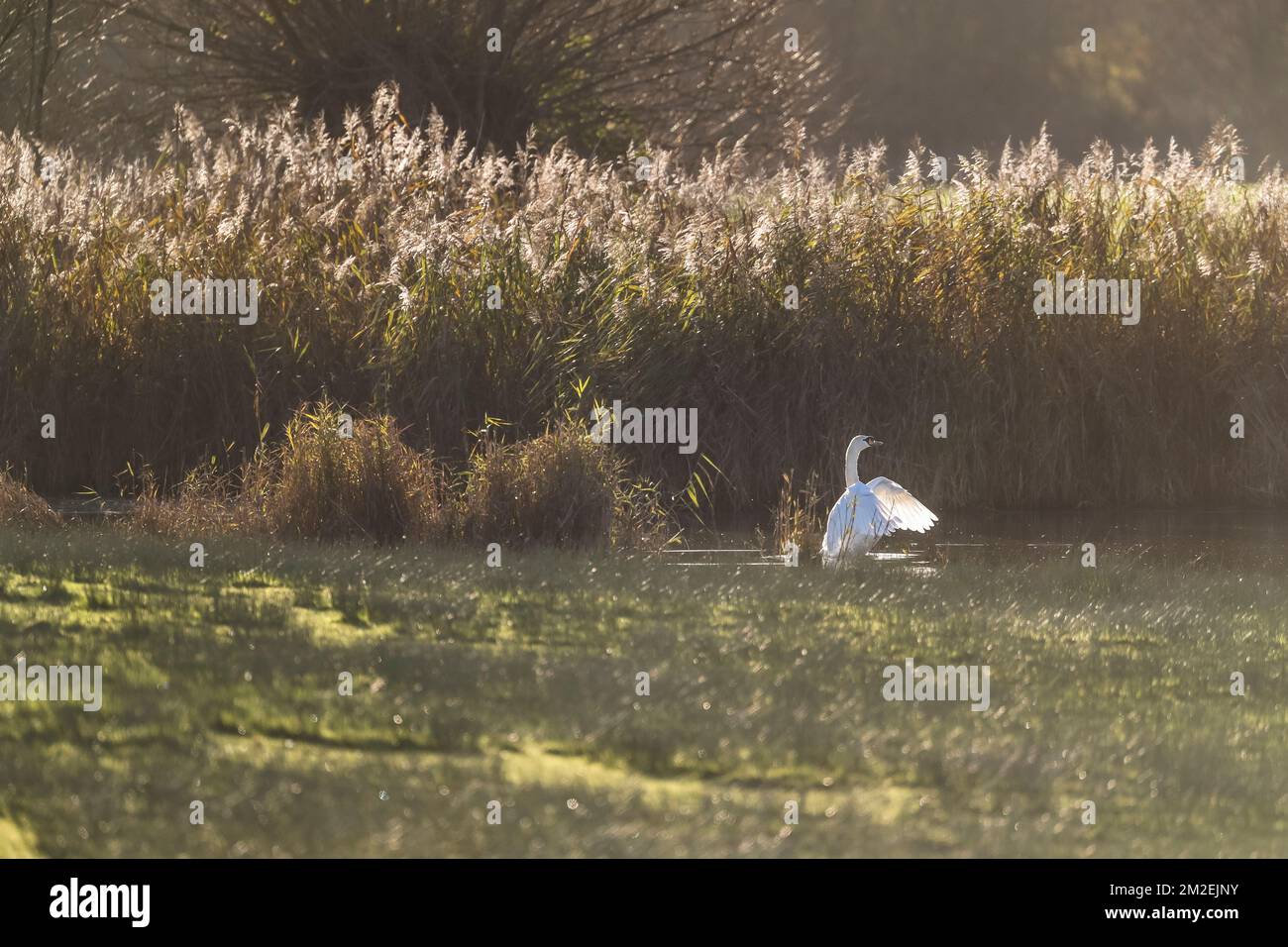 Winter at Slimbridge, The Wildfowl and Wetlands Trust bird collection ...