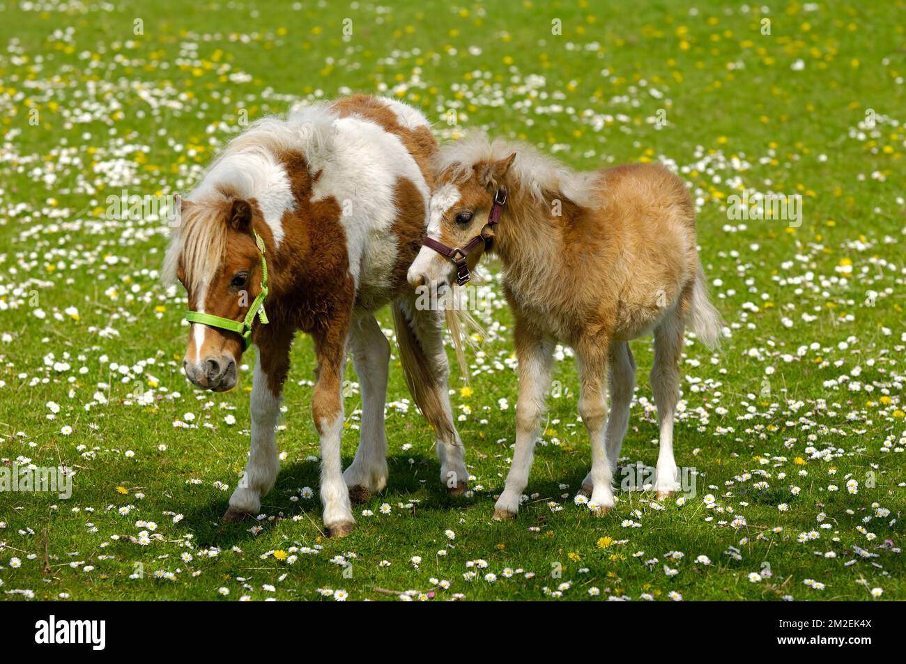 A sweet young horse with its mother on green field Stock Photo - Alamy