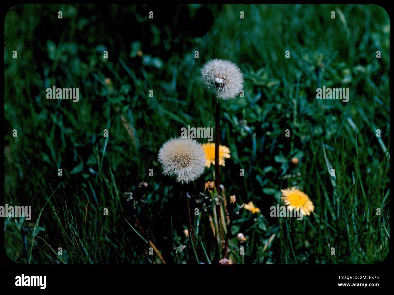 Dandelions, Arnold Arboretum, Boston , Flowers, Botanical gardens ...