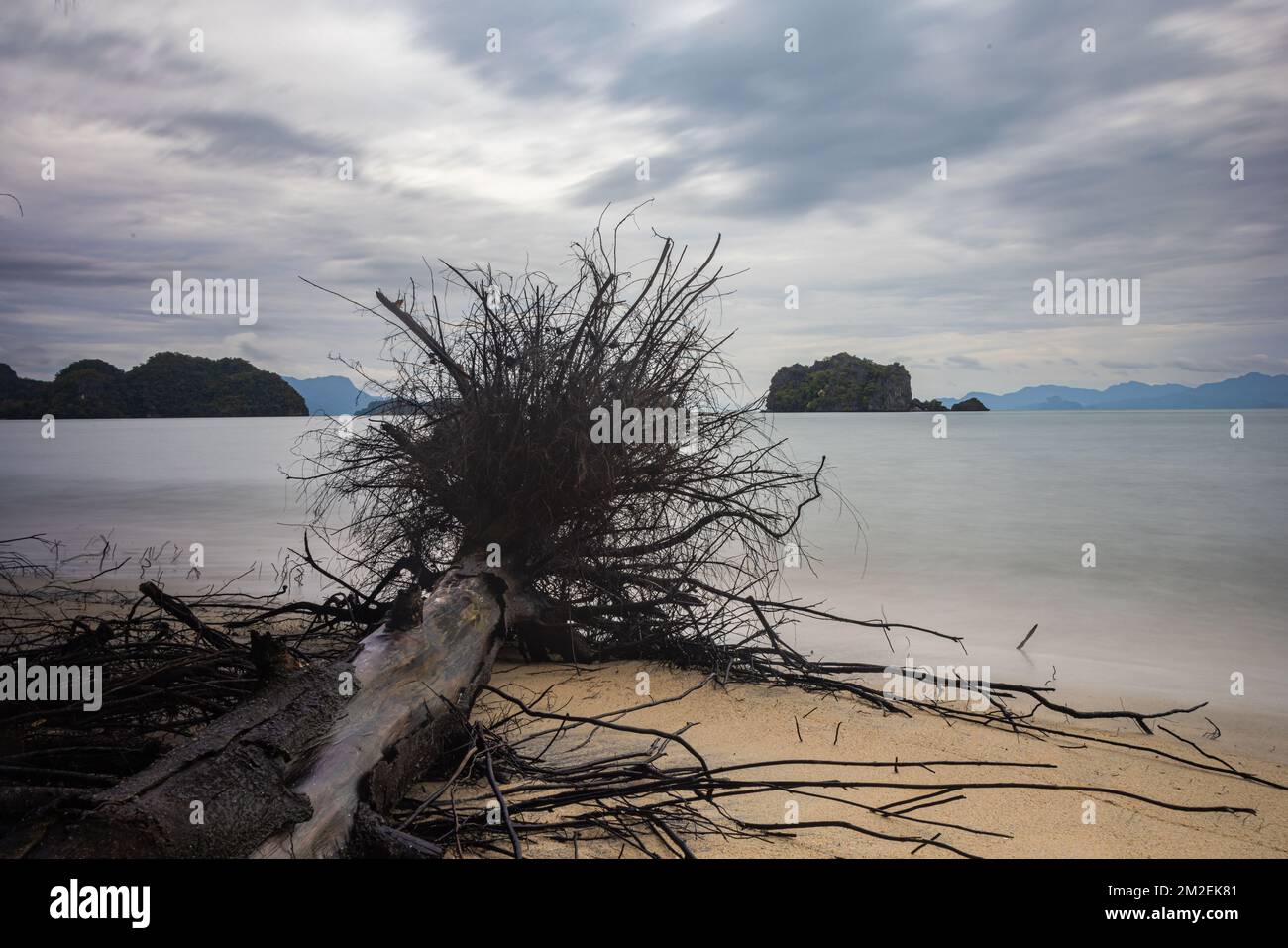Fallen tree on the beach of Pantai Tanjung Rhu on the malaysia island ...