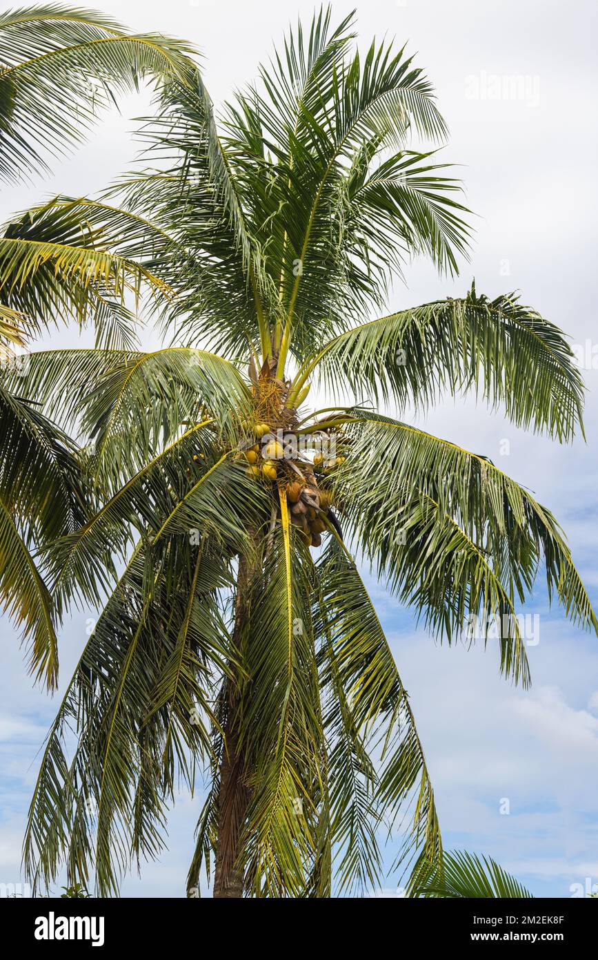 Coconut Tree at the island of Langkawi. Coconut palm on blue sky. Palm ...