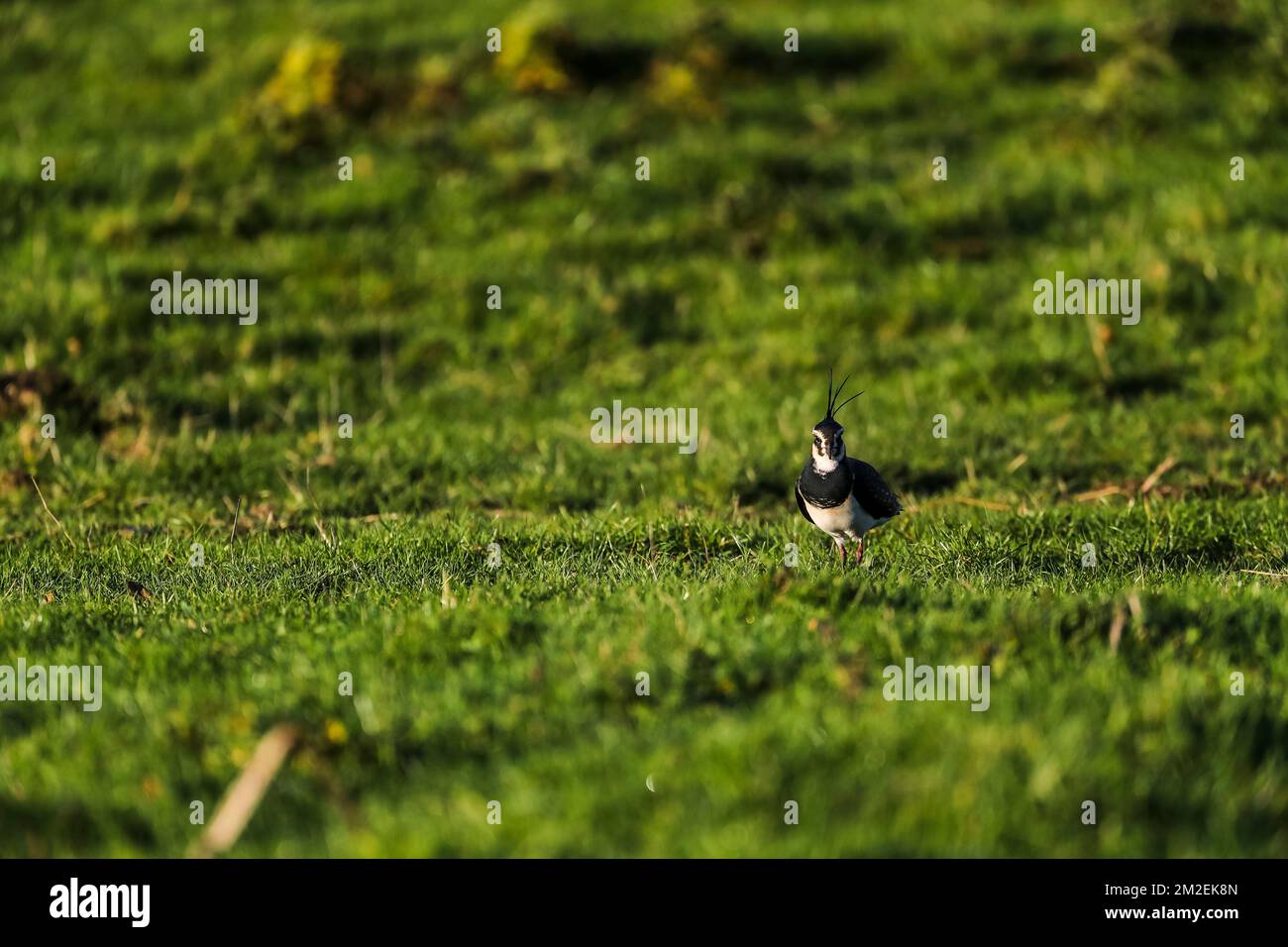 Lapwing. Winter at Slimbridge, The Wildfowl and Wetlands Trust bird ...