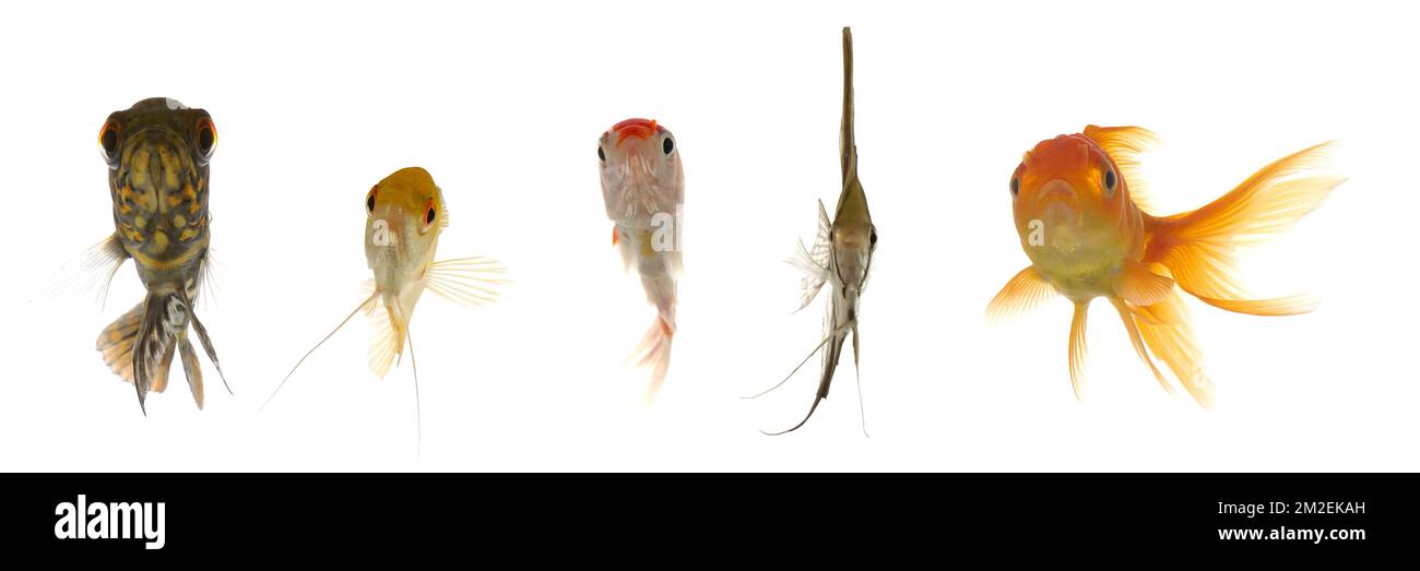 Five different fish are looking. Isolated on a clean white background ...